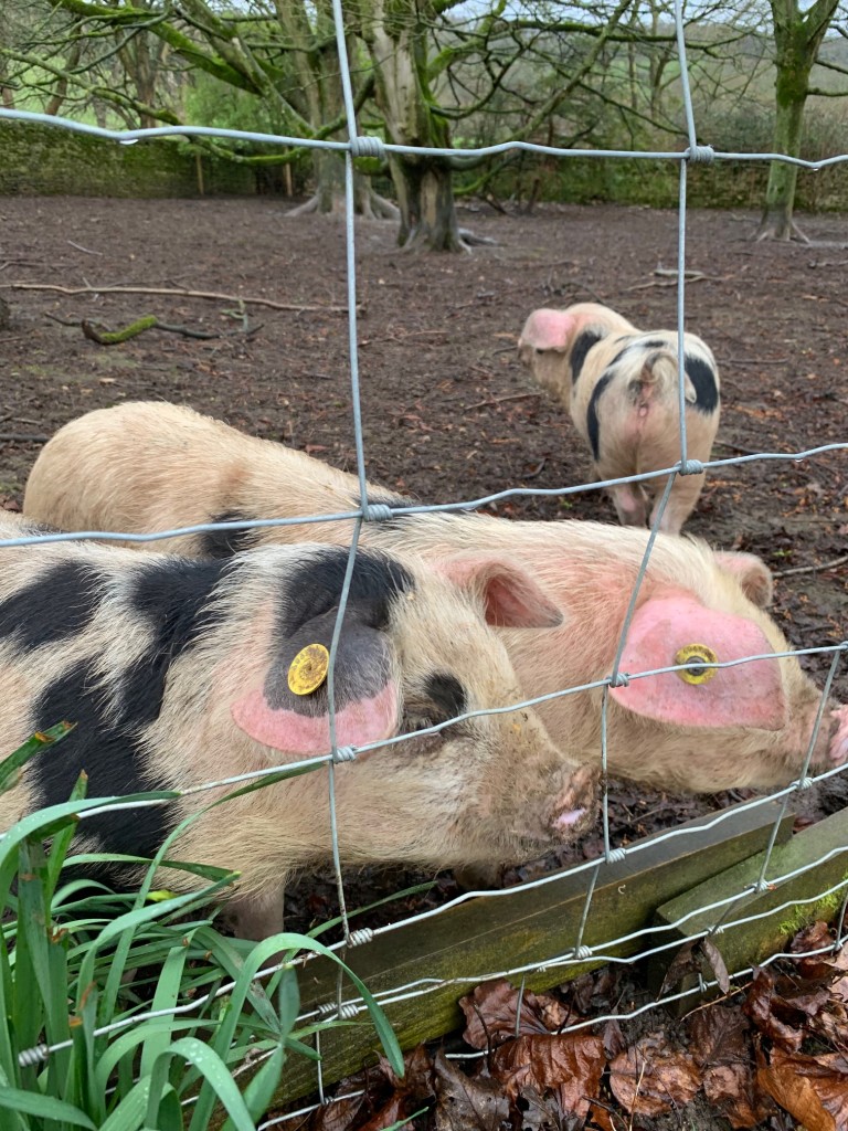 Witcombe Pork - Witcombe Estate