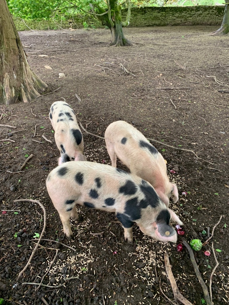 Witcombe Pork - Witcombe Estate