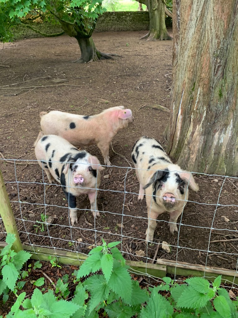 Witcombe Pork - Witcombe Estate